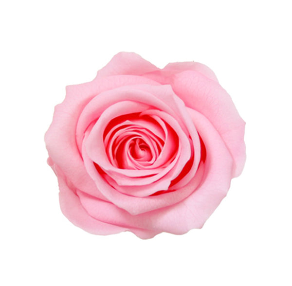 Shop Preserved Roses - Preserved Mini Size Roses - Verdissimo USA ...
