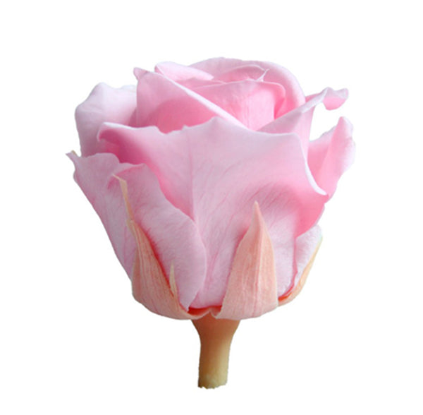 Shop Preserved Roses - Preserved Mini Size Roses - Verdissimo USA ...