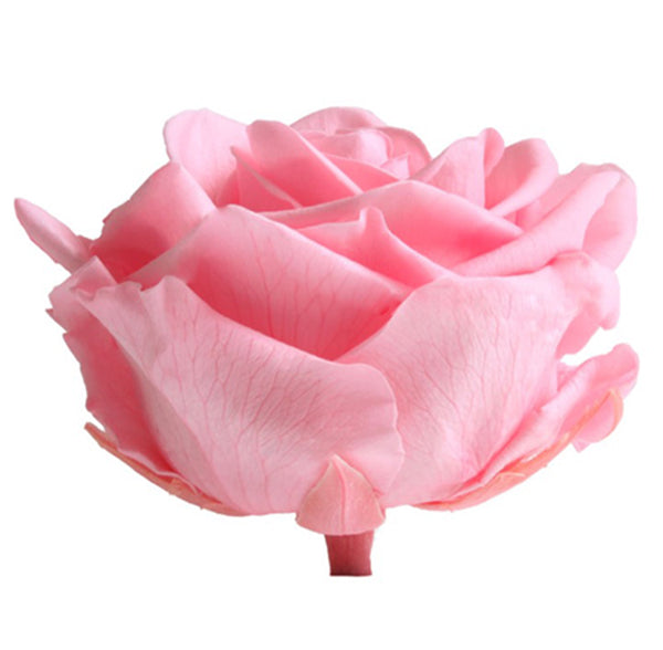 Shop Preserved Roses - Preserved Premium Size Roses - Verdissimo USA ...