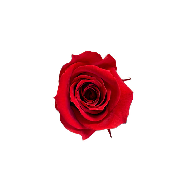 Shop Preserved Roses - Preserved Standard Size Roses - Verdissimo USA ...